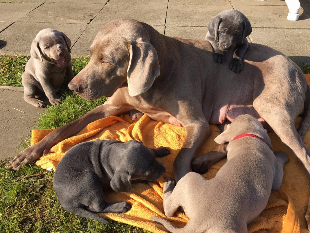 BARF-Futterplan MAMA – BoSaLi-BARF